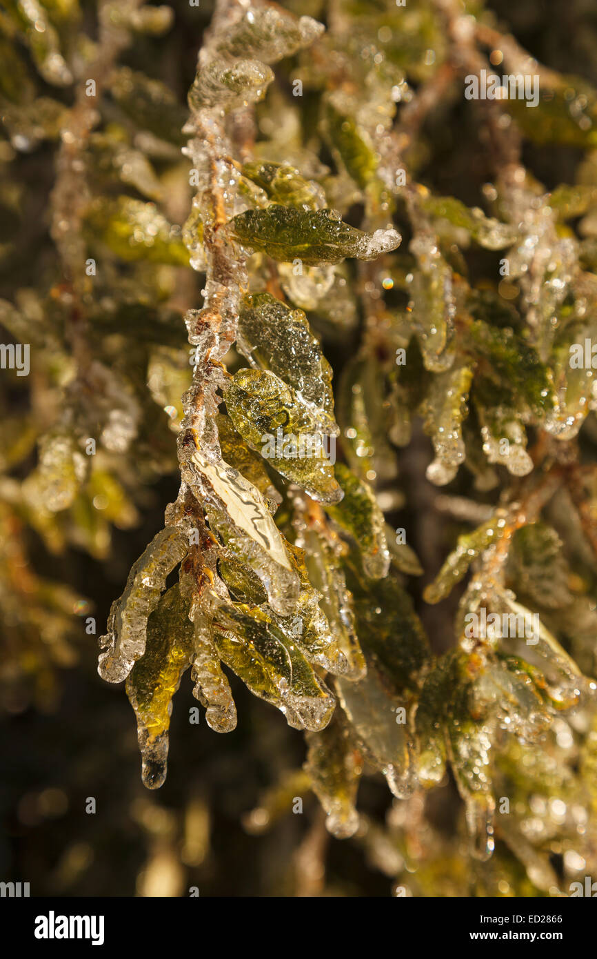 Cedar tree forest. Tazekka National Park. Easter Middle Atlas. Morocco ...