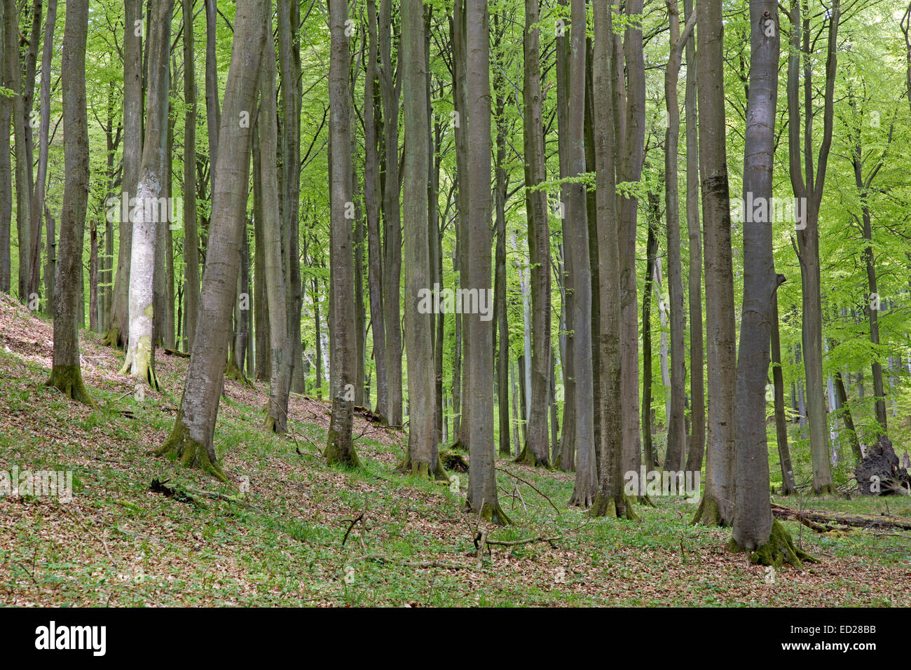 Beech forest (Fagus sylvatica), forest in spring, Jasmund National Park ...