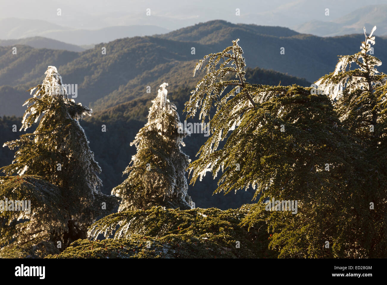 Cedar tree forest. Tazekka National Park. Easter Middle Atlas. Morocco ...