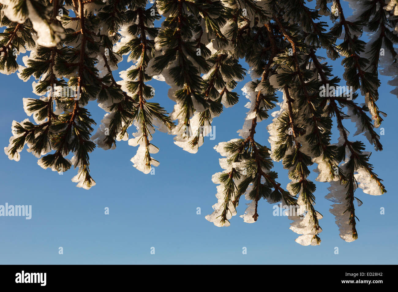 Cedar tree forest. Tazekka National Park. Easter Middle Atlas. Morocco ...