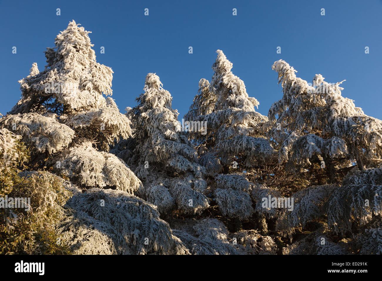 Cedar tree forest. Tazekka National Park. Easter Middle Atlas. Morocco ...