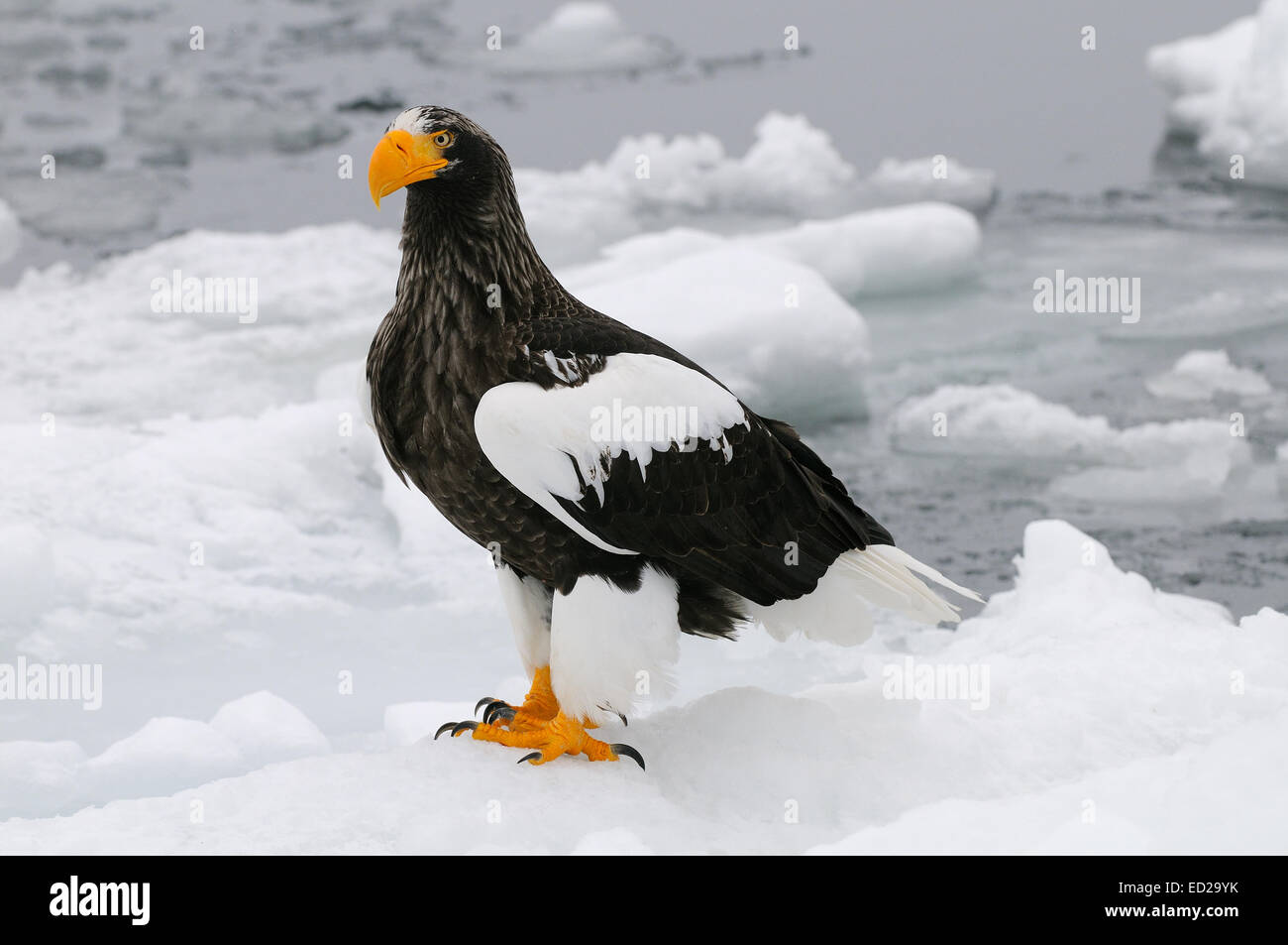 Steller's Sea Eagle on the drifting ice at Nemuro Strait a few miles ...