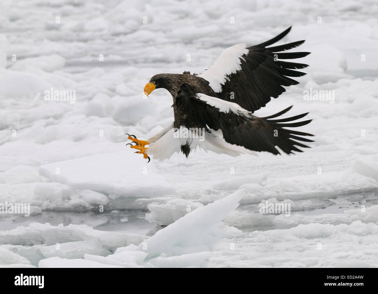 Steller's Sea Eagle on the drifting ice at Nemuro Strait a few miles ...