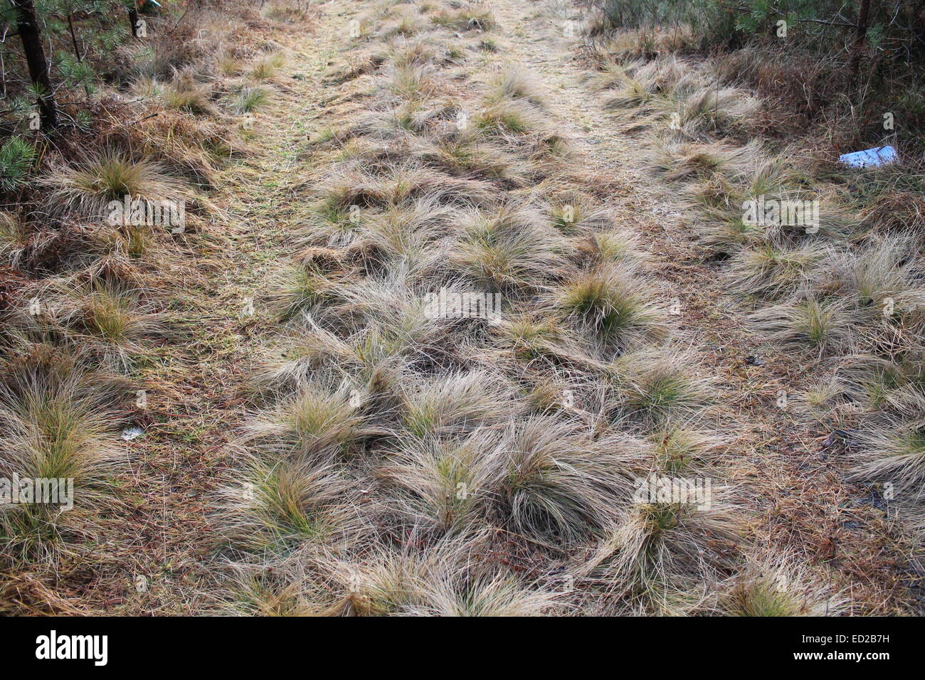 Pavement tufts of grass hi-res stock photography and images - Alamy