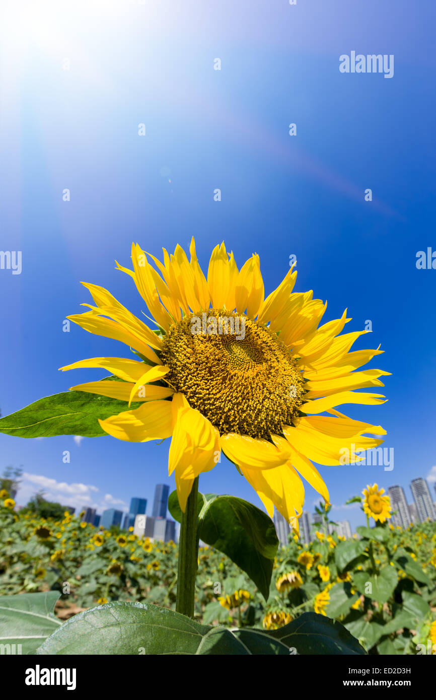 Sunflowers against the blue sky Stock Photo - Alamy