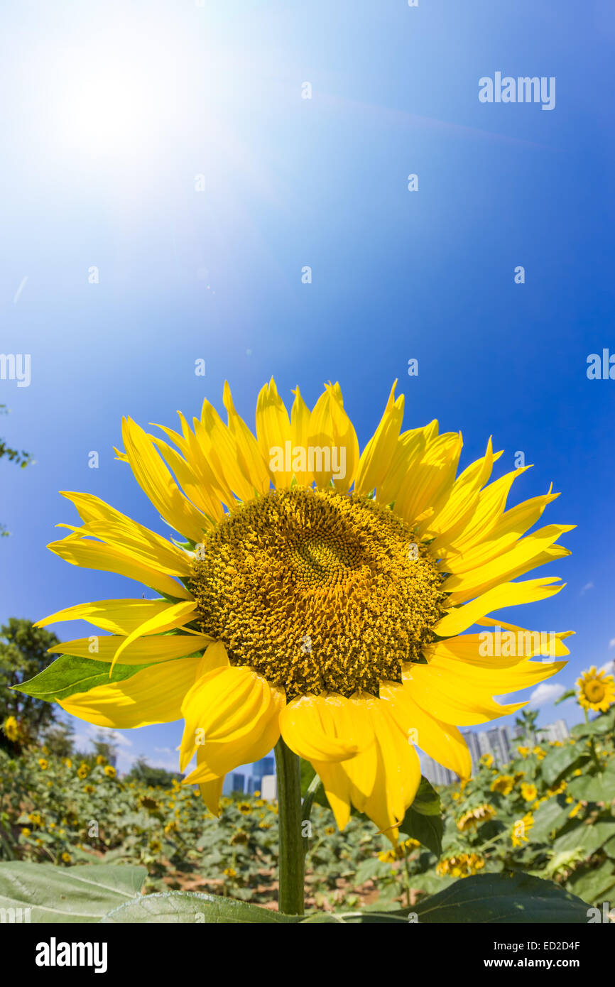 Sunflower field under sunlight Stock Photo - Alamy