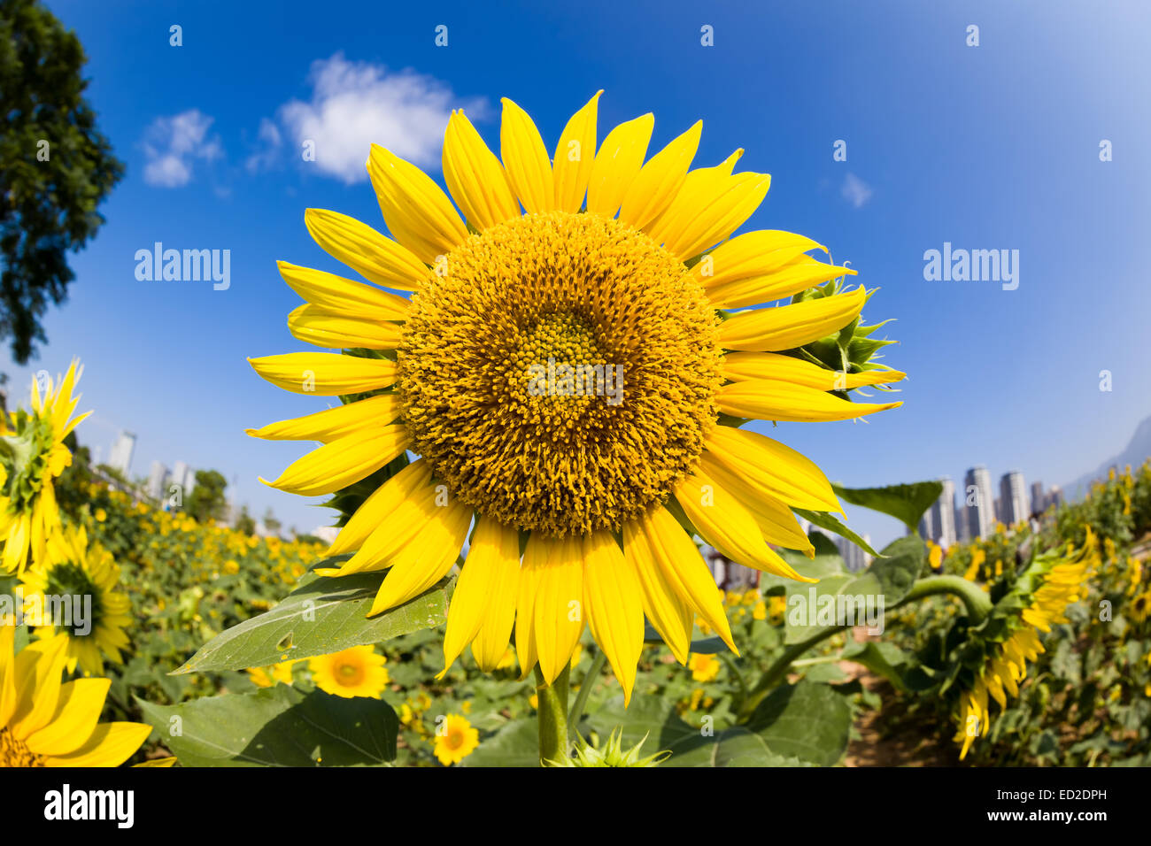 Crop sun blue sky hi-res stock photography and images - Alamy