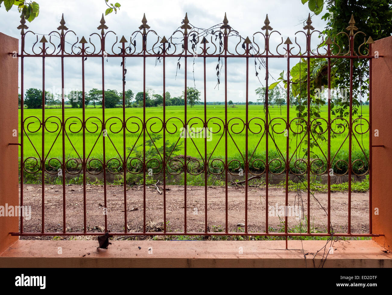 Wrought iron fence of Thai temple on the paddy field Stock Photo - Alamy
