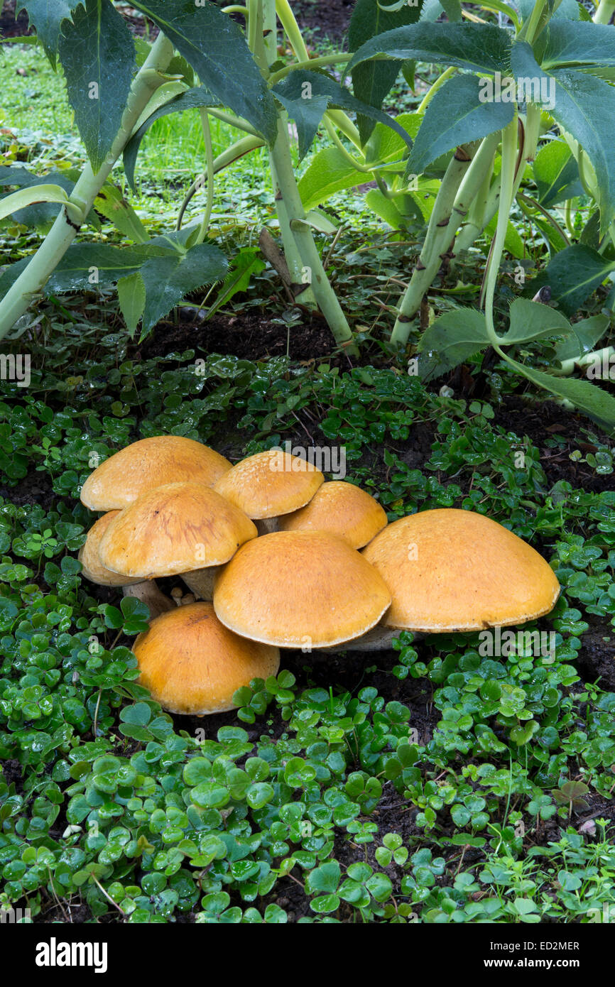 Mushroom cap hi-res stock photography and images - Alamy