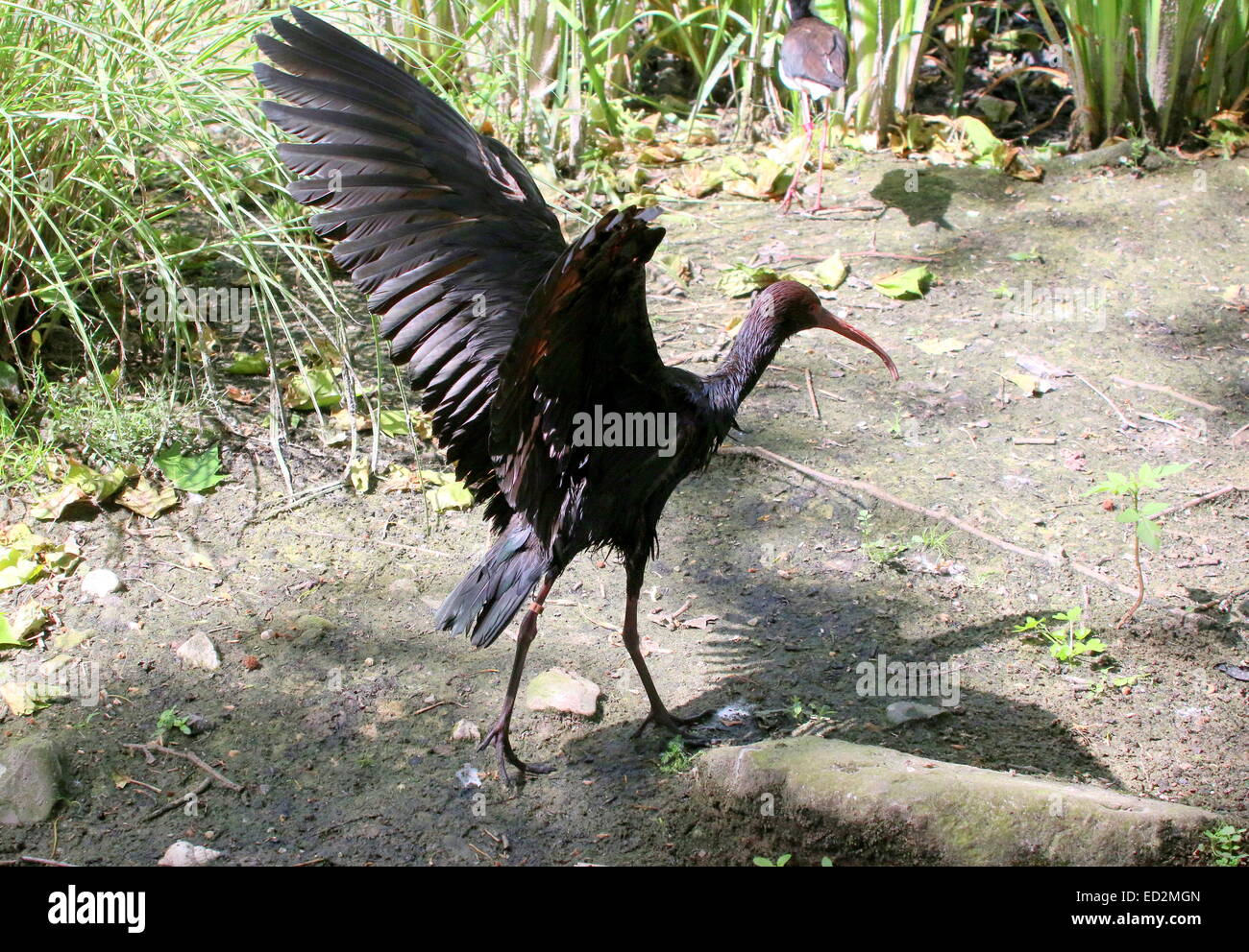 Puna ibises hi-res stock photography and images - Alamy