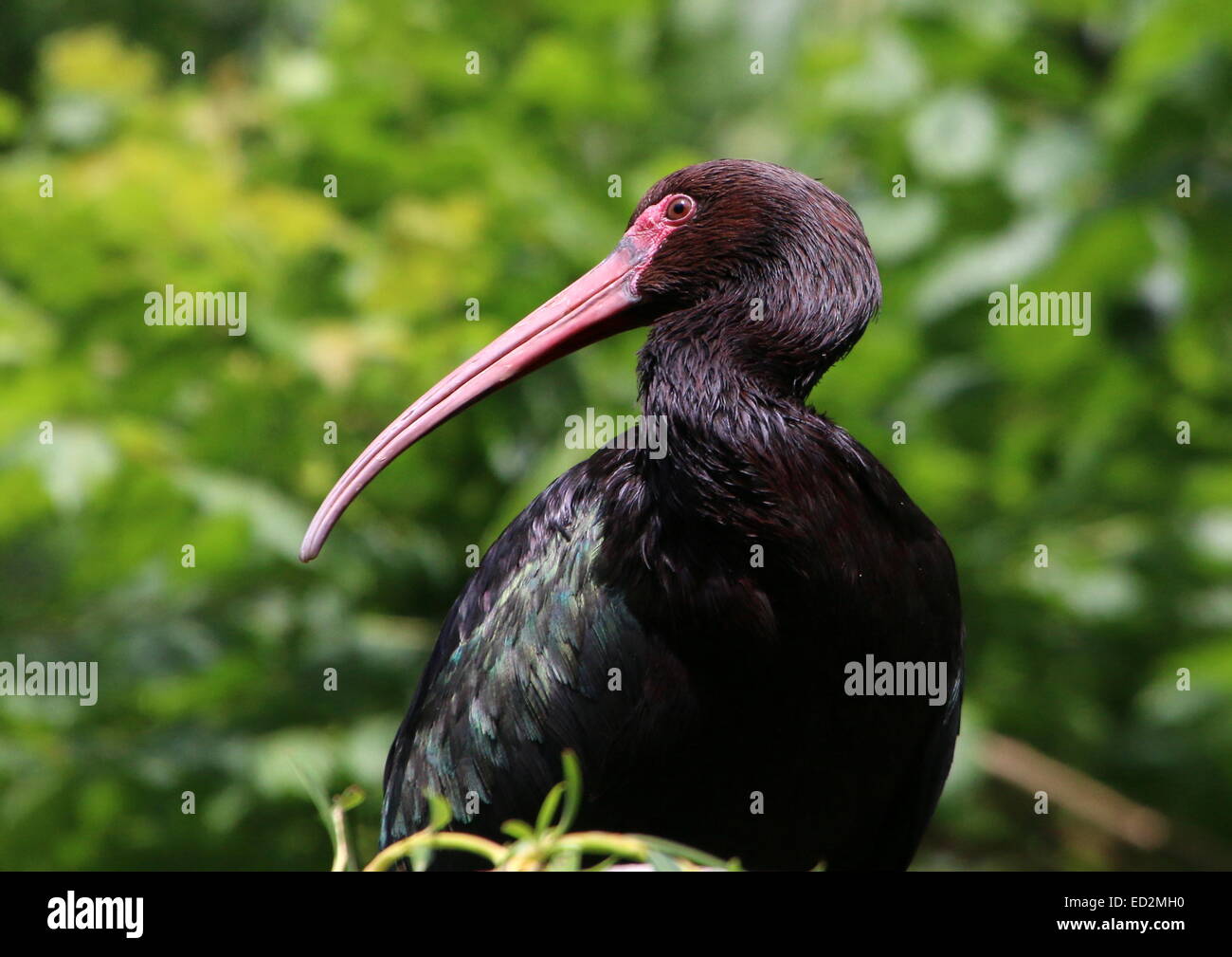 Puna Ibis (Plegadis ridgwayi) close-up in a tree Stock Photo - Alamy