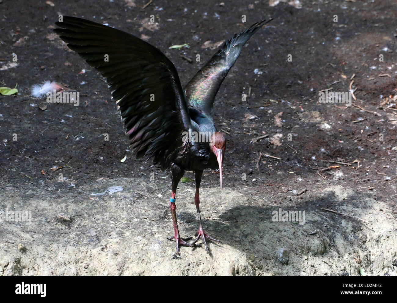 Puna Ibis (Plegadis ridgwayi) flapping wings just after landing near ...