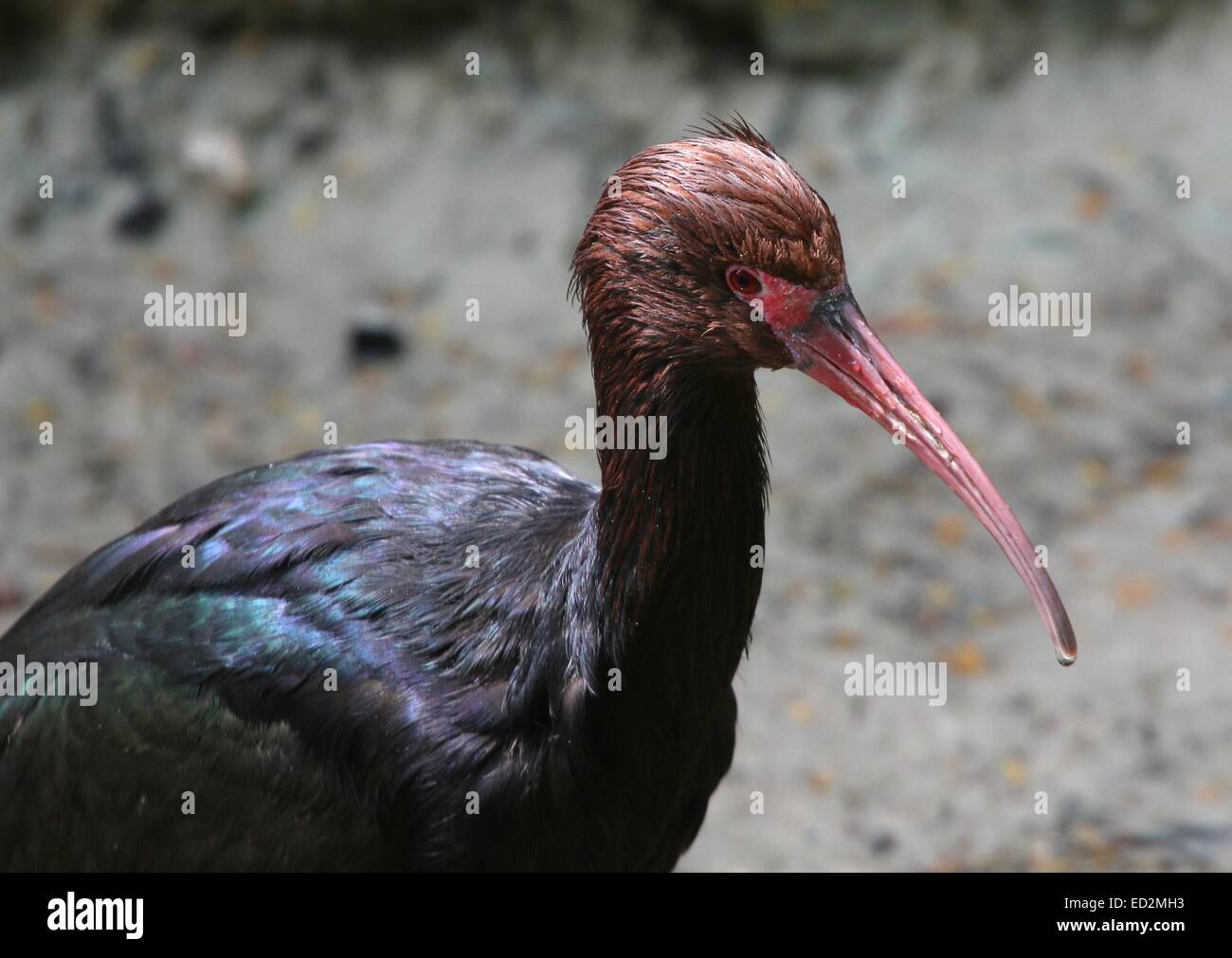 Puna Ibis (Plegadis ridgwayi) close-up portrait Stock Photo - Alamy