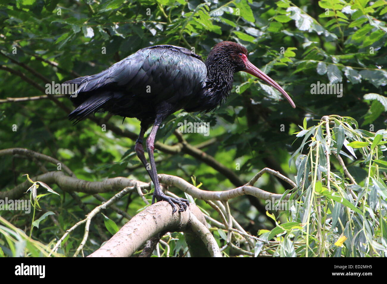 Ibises tree hi-res stock photography and images - Alamy