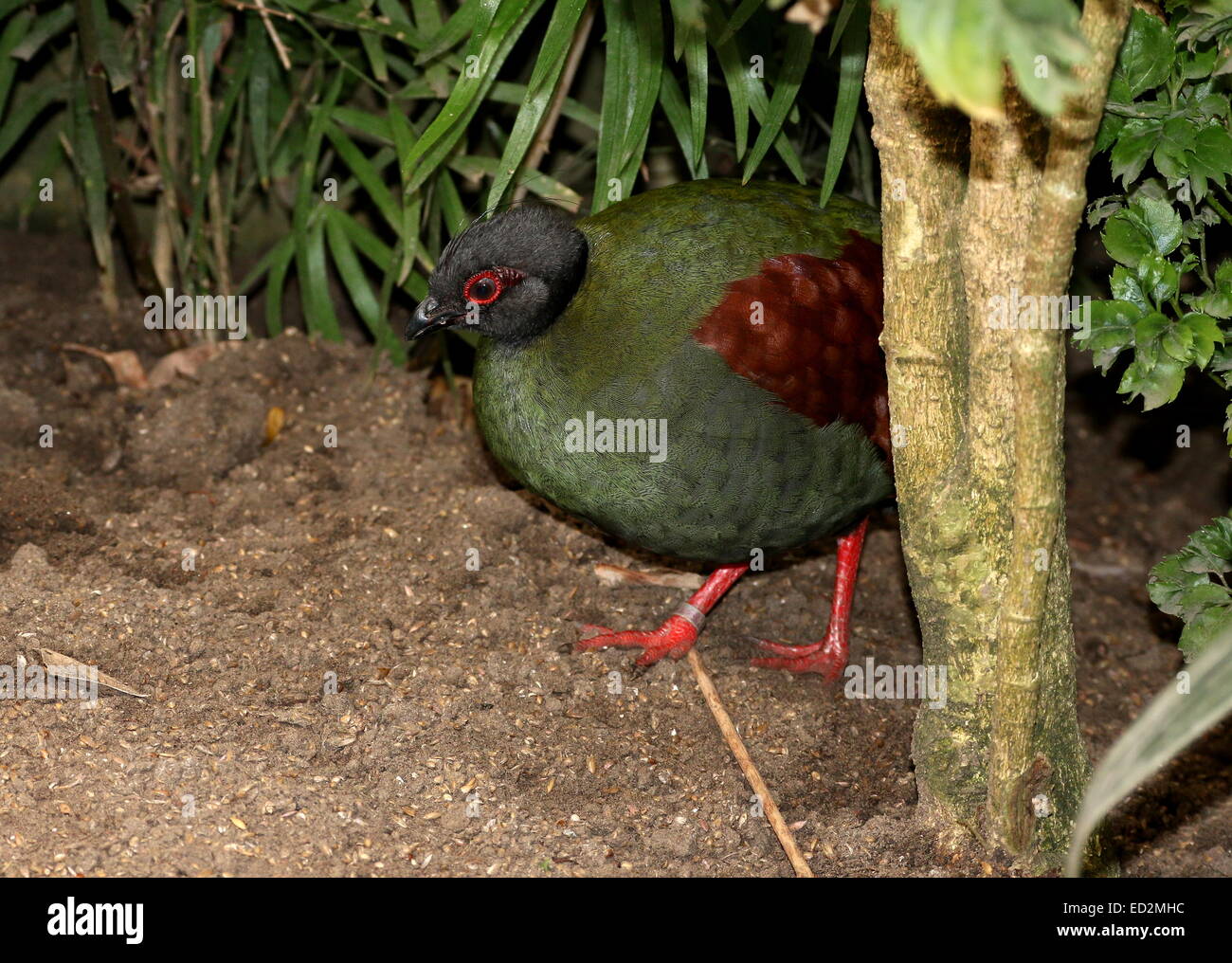 Female Crested Partridge or Roul-roul (Rollulus rouloul), a.k.a. Red ...