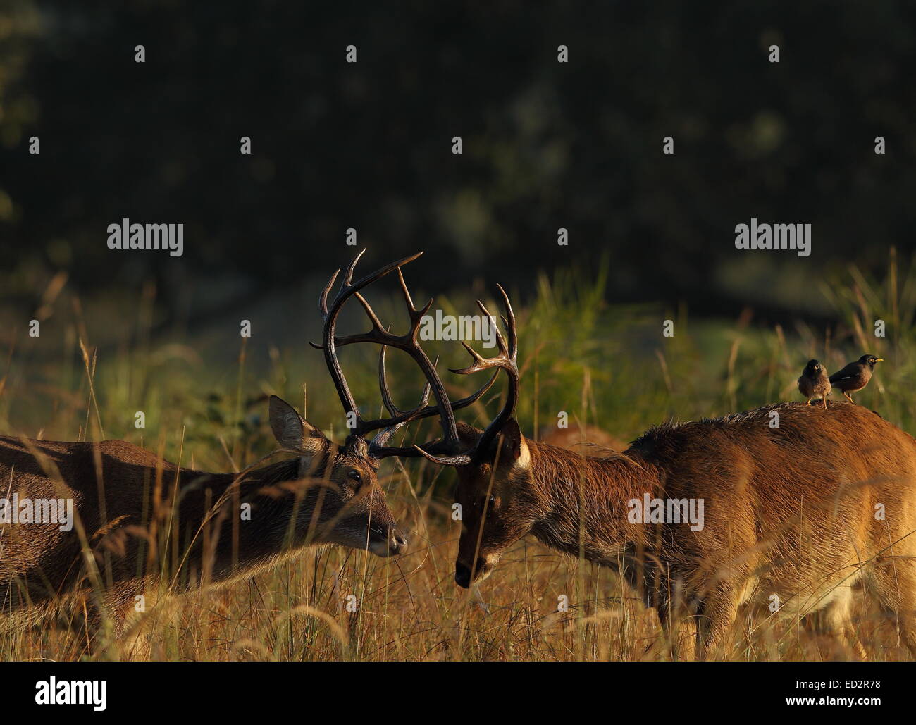 Barasingha hi-res stock photography and images - Alamy