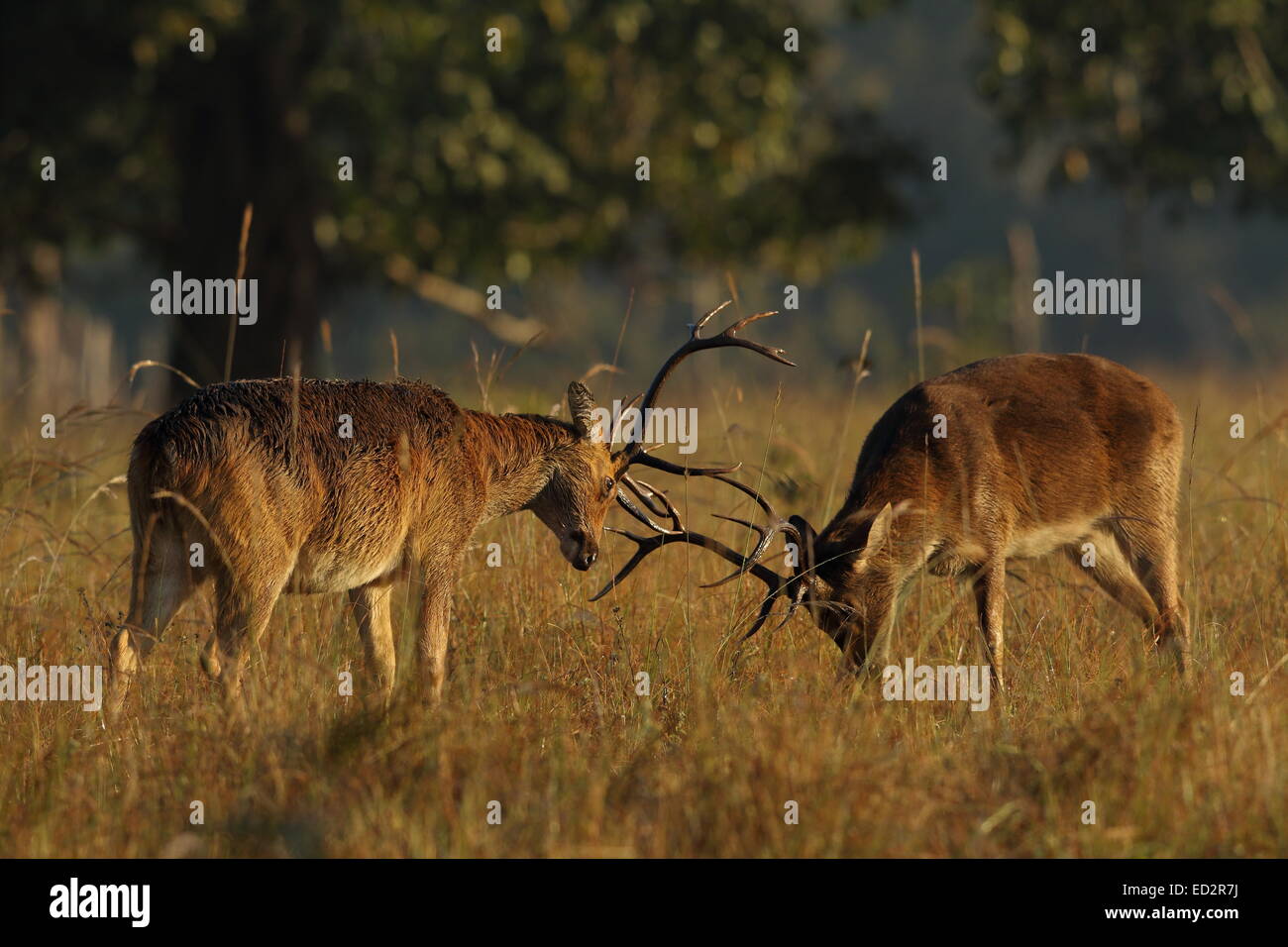 Barasingha or Swamp Deer of Kanha National Park Stock Photo - Alamy