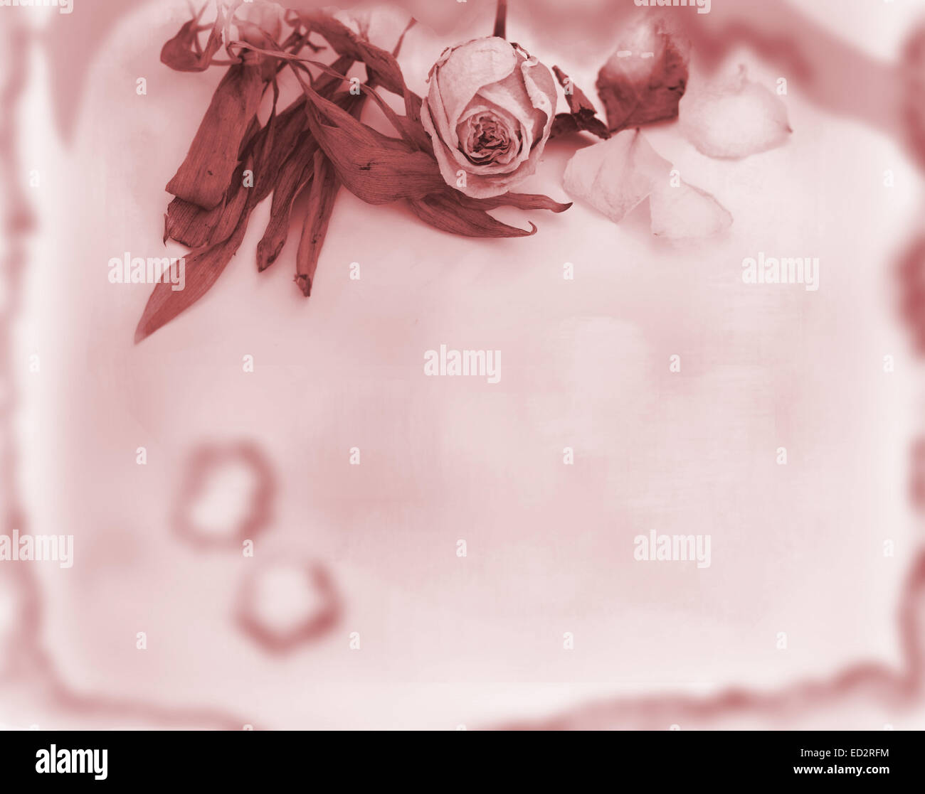 Collage with a rose Stock Photo - Alamy