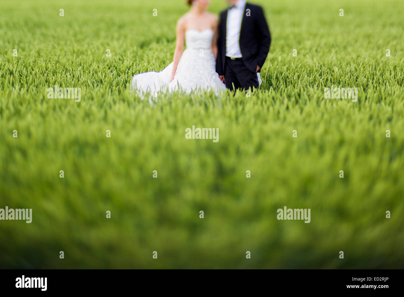 Wheat field wedding bride groom hi-res stock photography and images - Alamy