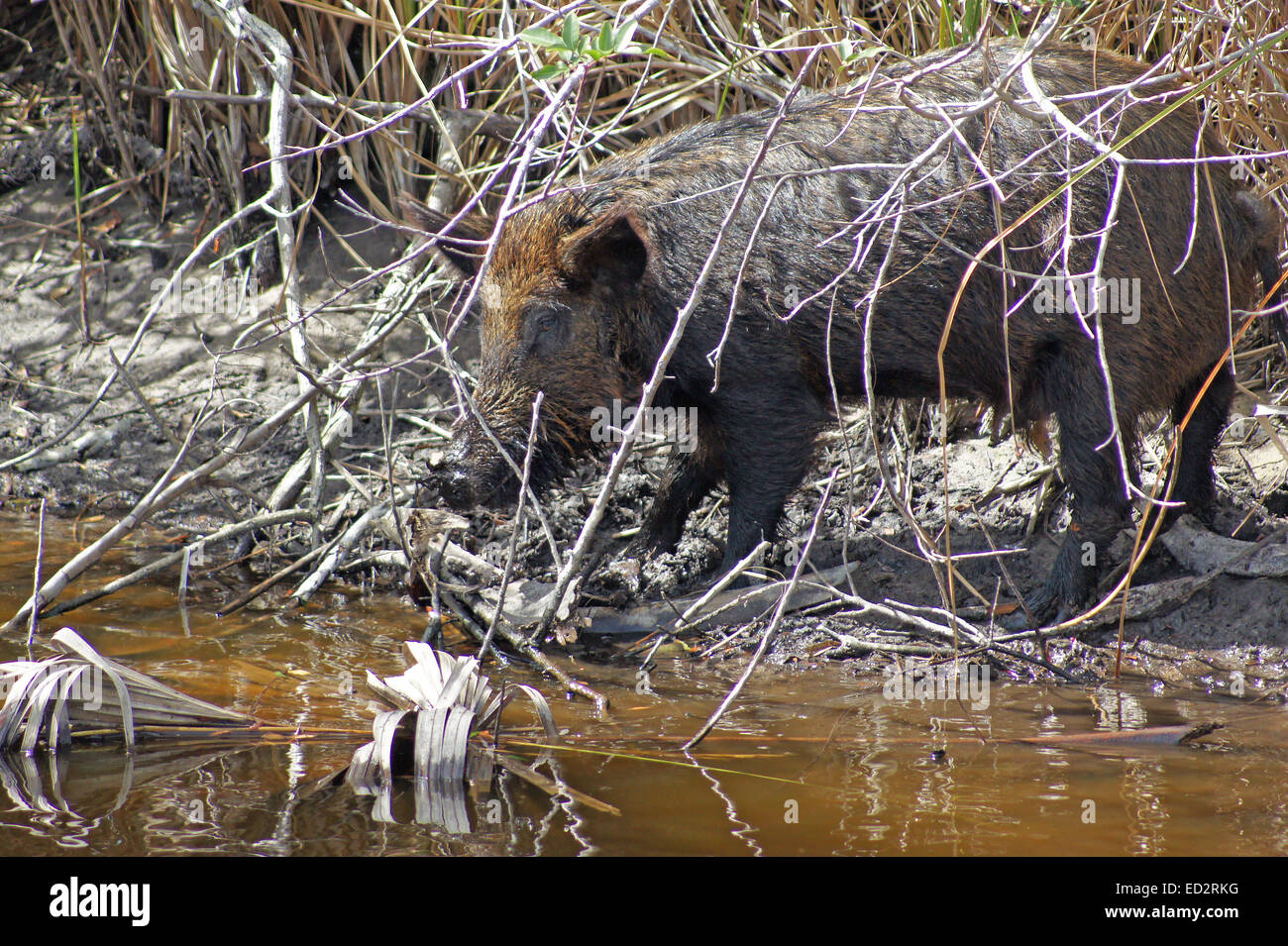 Wild Boar at Florida swamp Stock Photo - Alamy