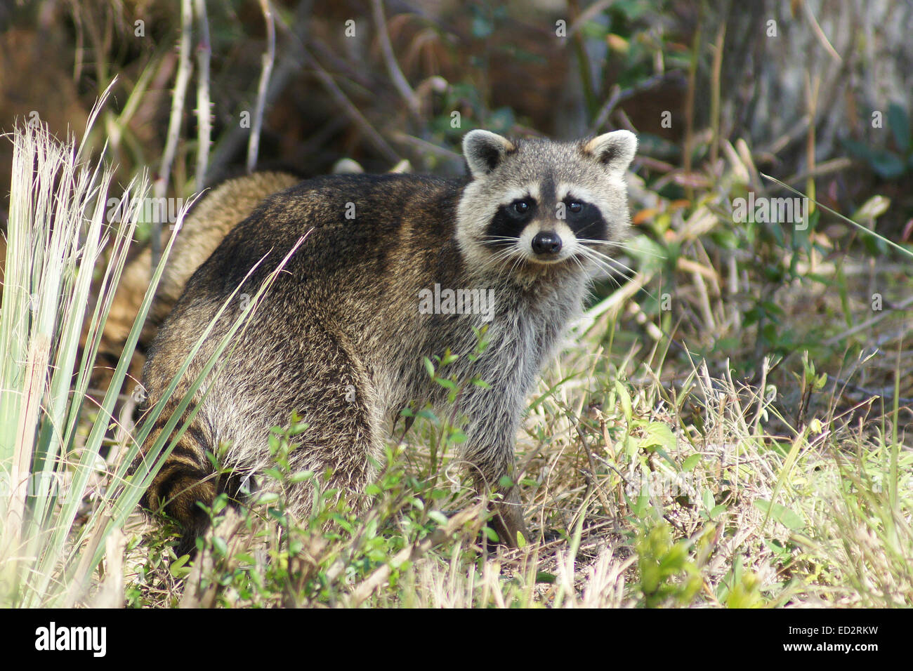 Raccoon at Florida swamp Stock Photo - Alamy