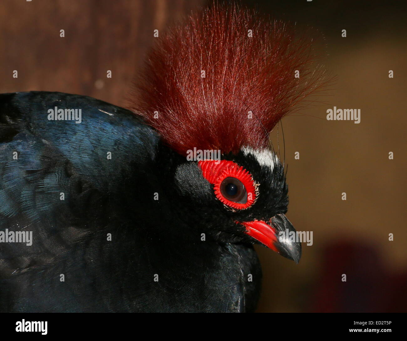 Crested Partridge High Resolution Stock Photography and Images - Alamy