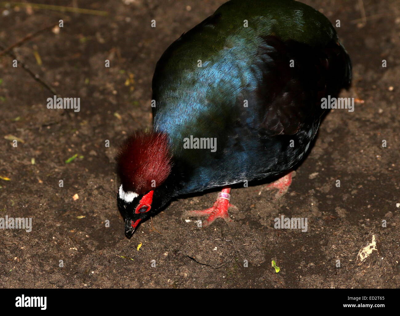 Rouloul couronne hi-res stock photography and images - Alamy