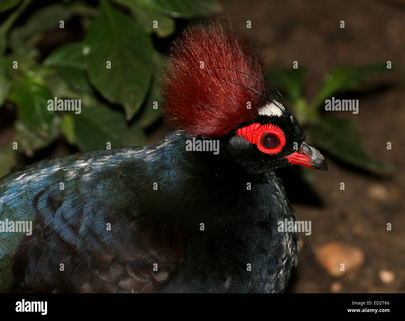 Rouloul couronne hi-res stock photography and images - Alamy