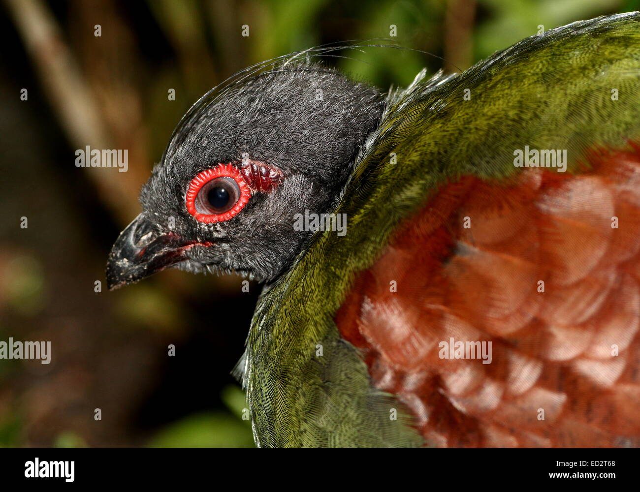 Female Partridge High Resolution Stock Photography and Images - Alamy