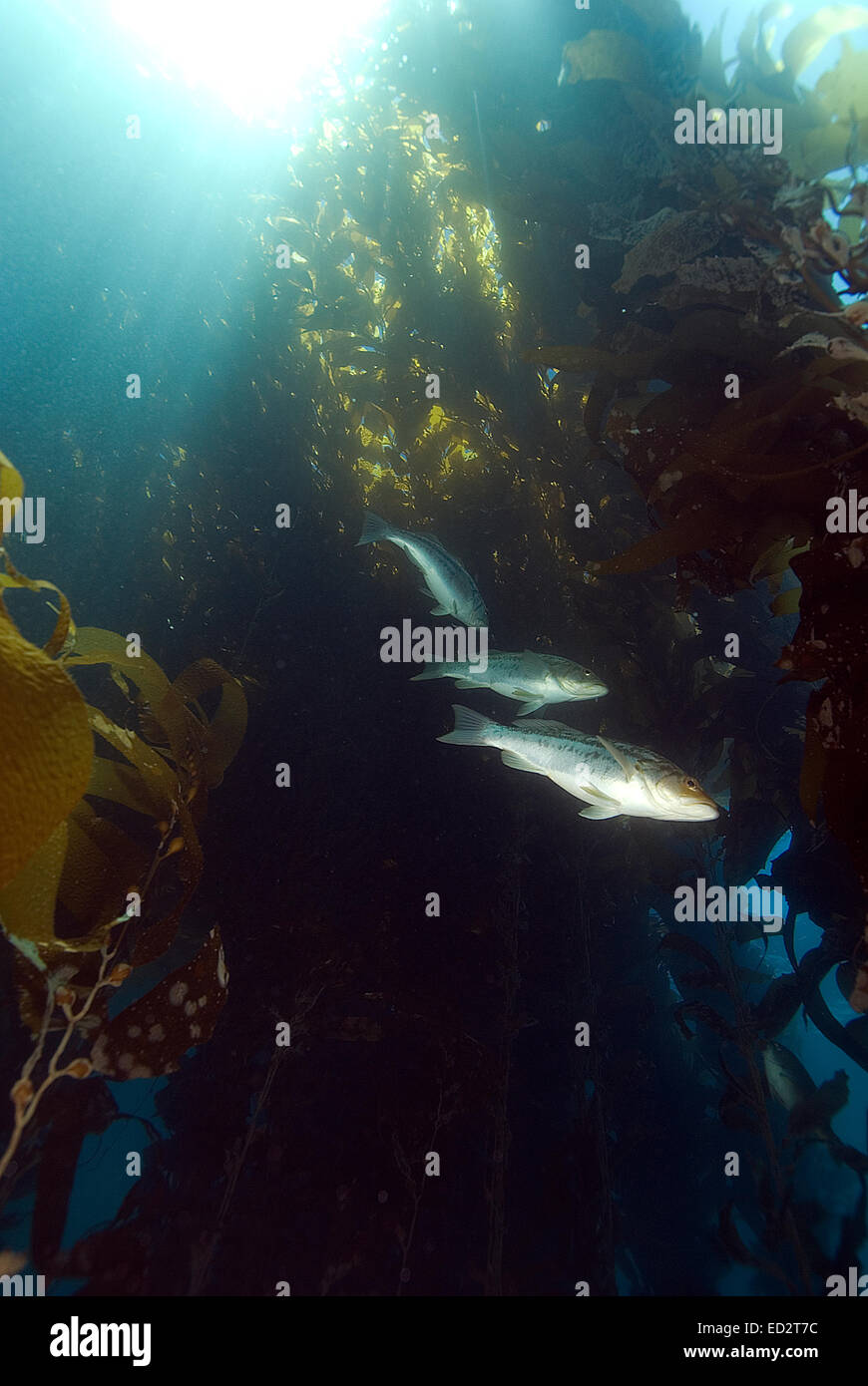 Fish in the California Kelp Forest Stock Photo - Alamy