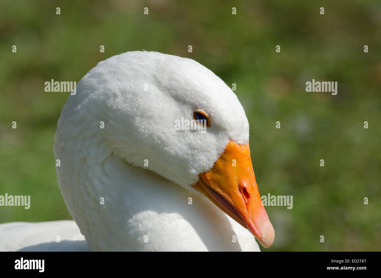 closeup of a white goose with blue eyes Stock Photo - Alamy