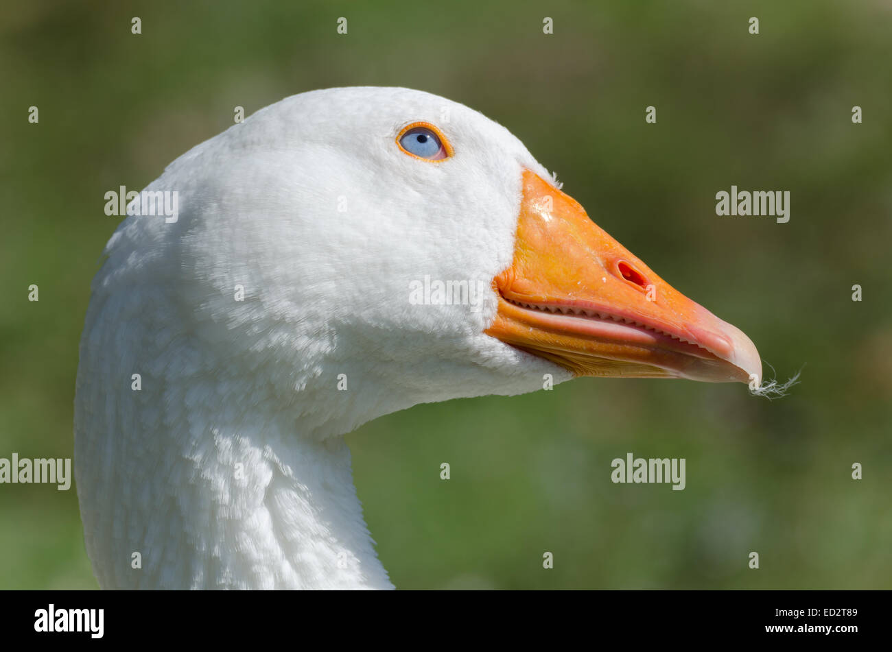 closeup of a white goose with blue eyes Stock Photo - Alamy