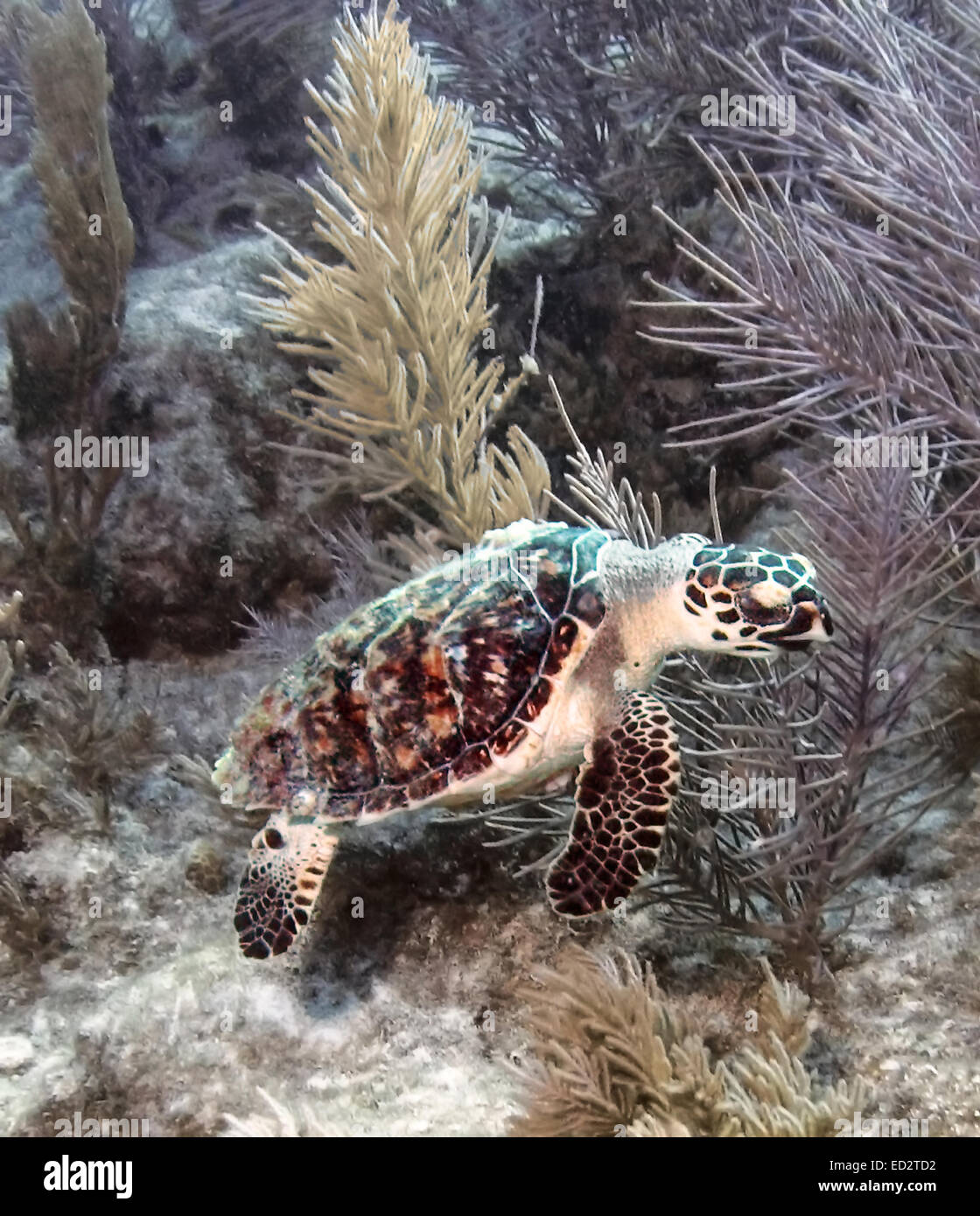 A Hawksbill sea turtle swims along Molasses Reef in Key Largo, Florida ...