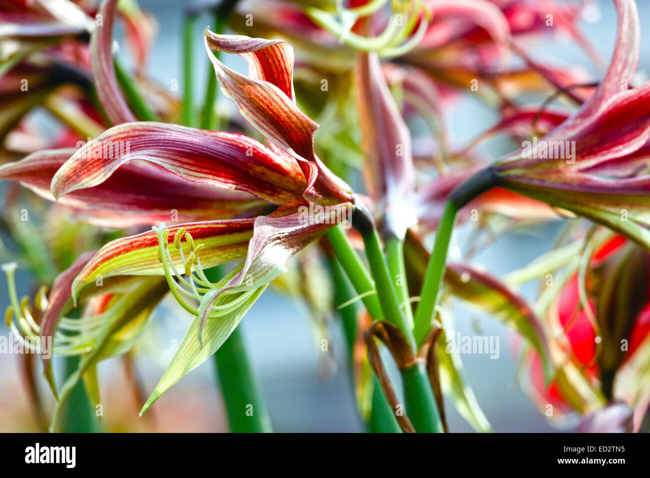 Bouquet of red Hippeastrum flowers (close up Stock Photo - Alamy