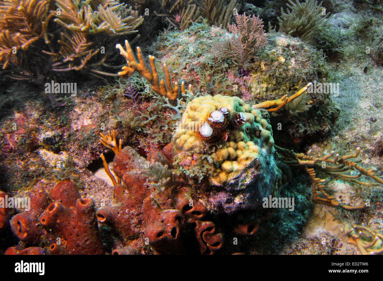 Christmas Tree Worms Decorate A Small Patch Of Coral Reef In The