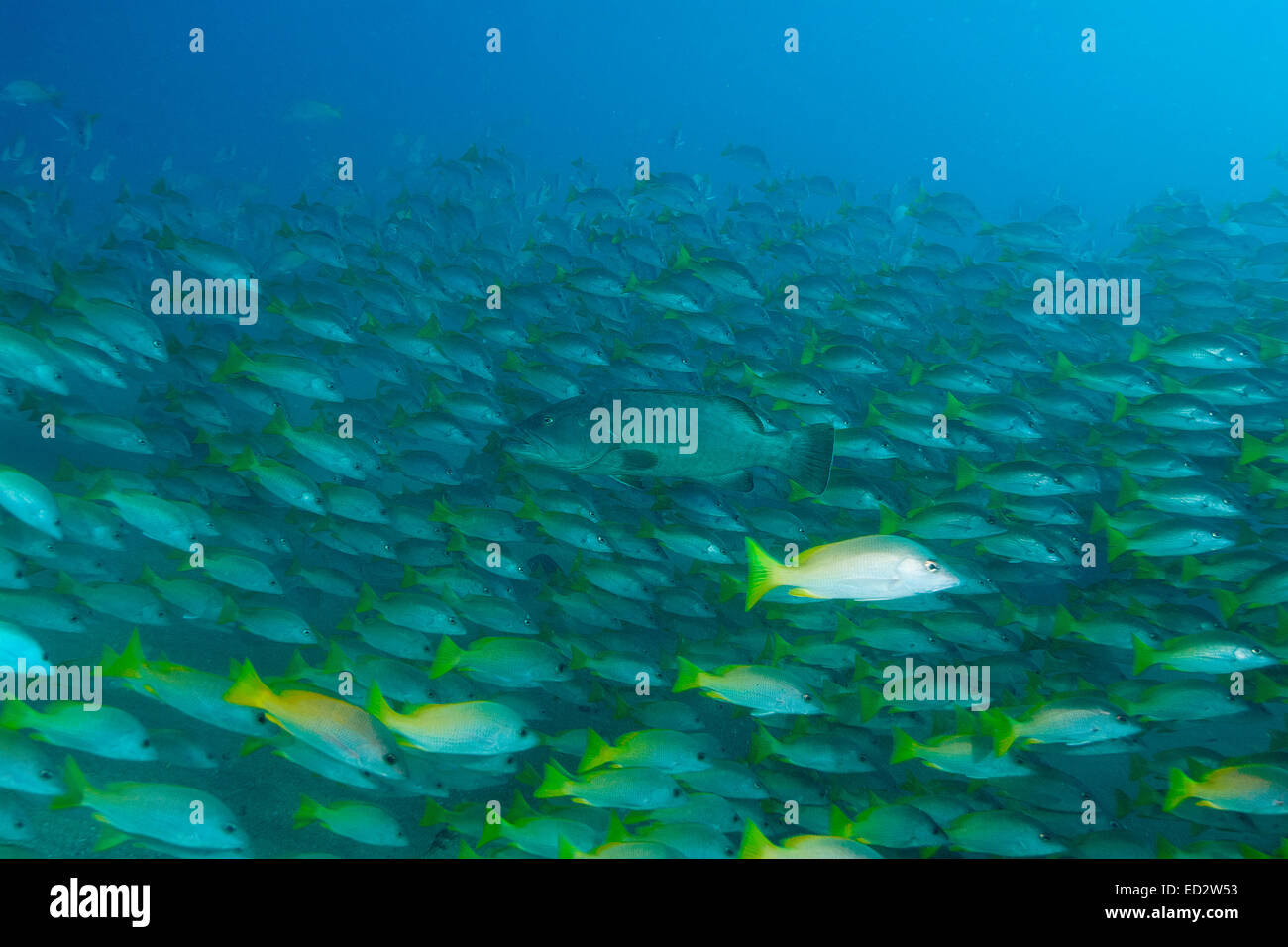 A Sawtail grouper swims across a school of yellow snappers Stock Photo ...