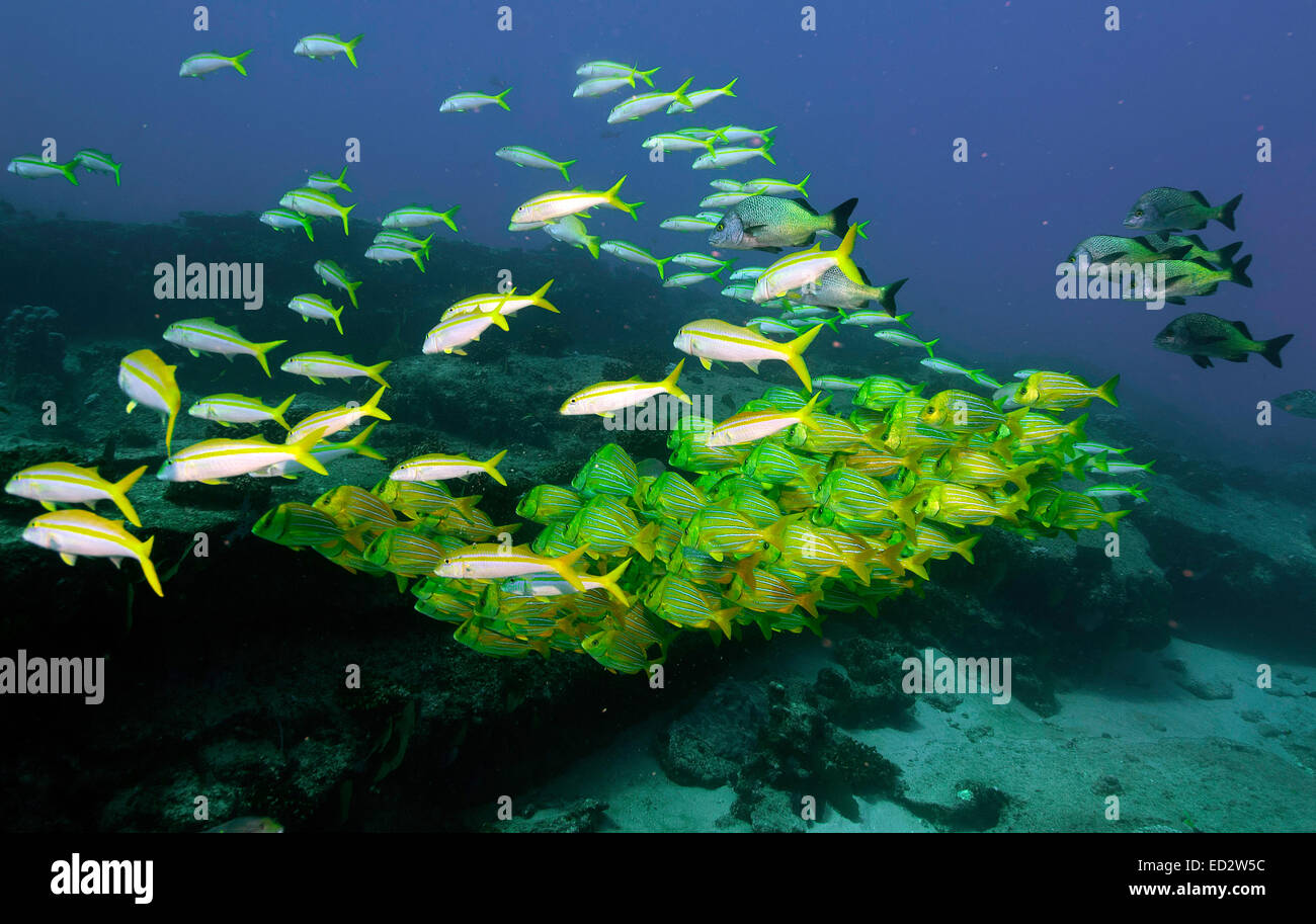 Fish cabo pulmo hi-res stock photography and images - Alamy