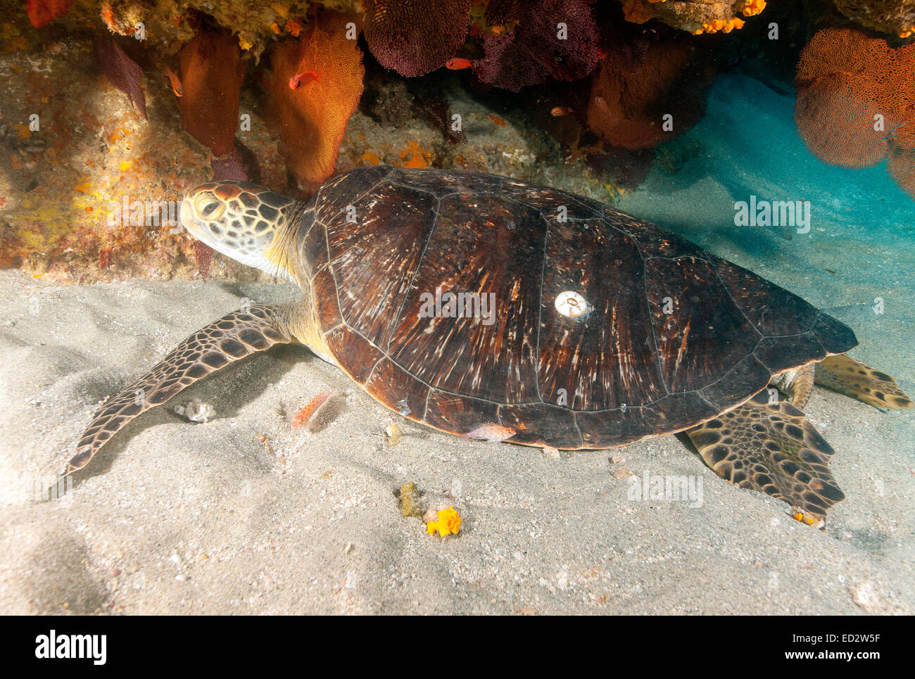 Sea Turtle at Cabo Pulmo, Mexico Stock Photo - Alamy