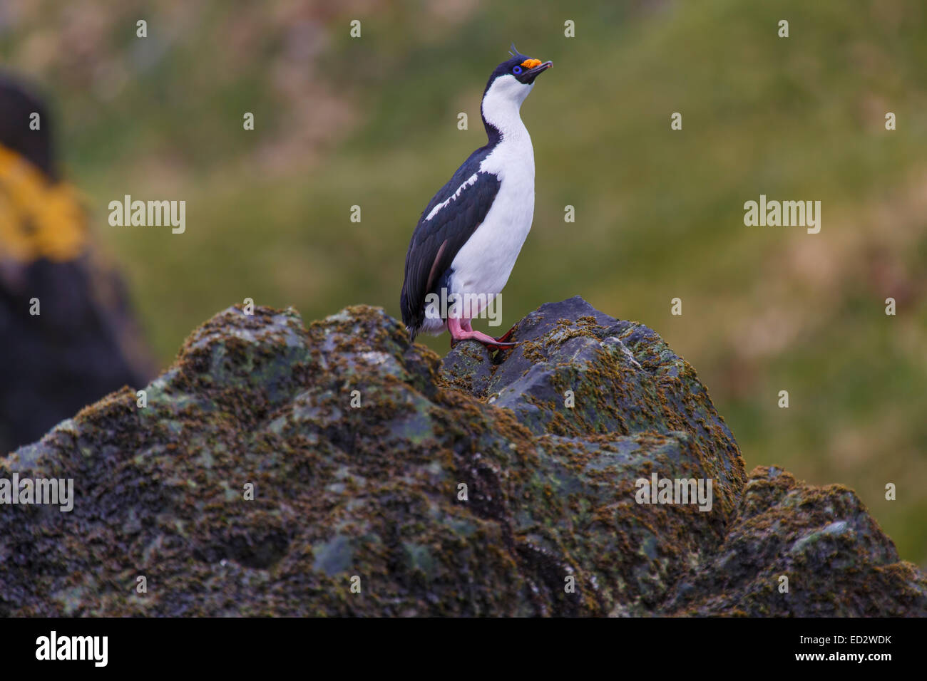 Blue-eyed shag, Cooper Bay, South Georgia, Antarctica Stock Photo - Alamy