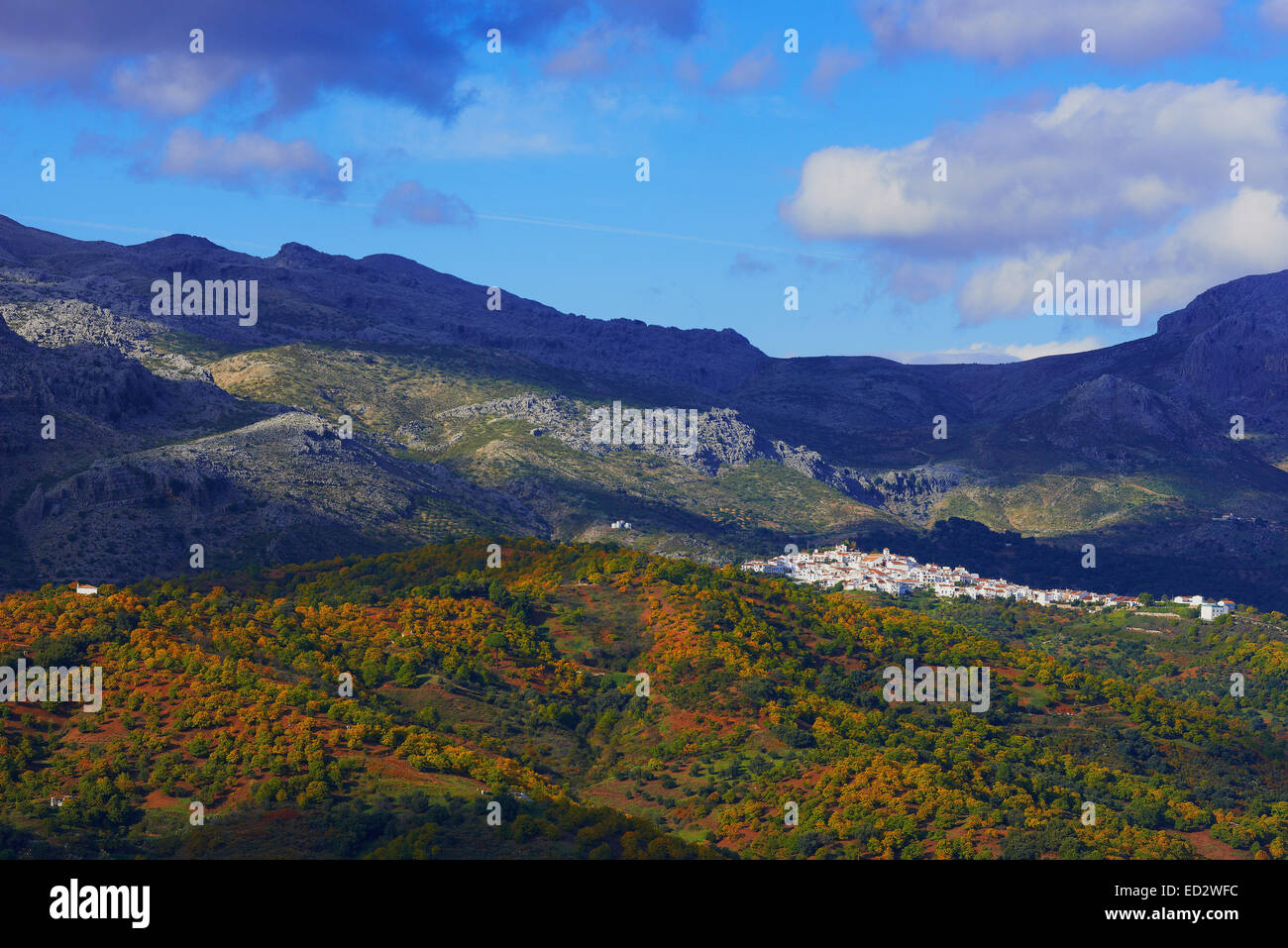 Cartajima, Valle del Genal, Chesnut forest (Castanea sativa), Autumn ...