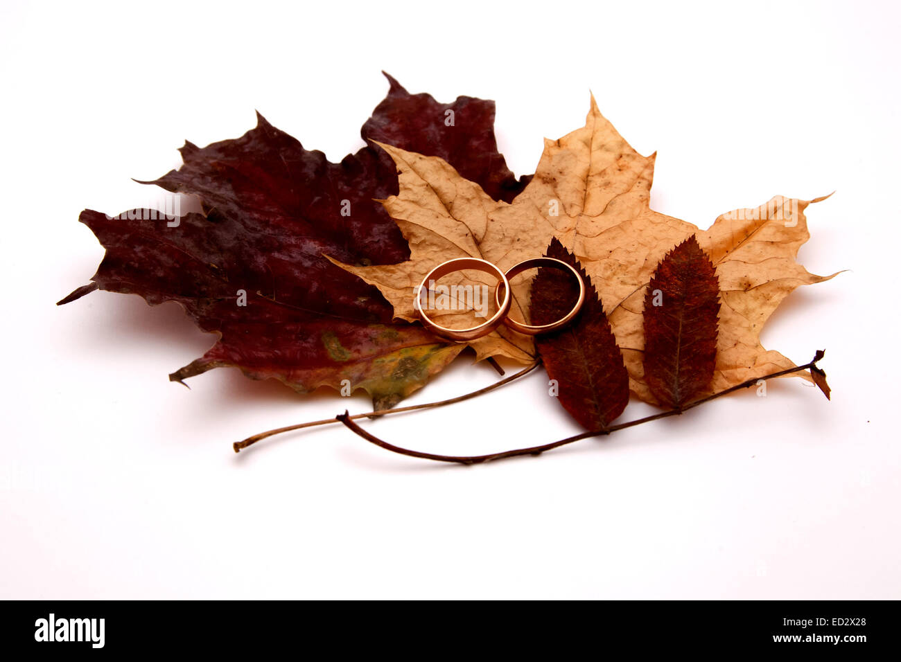 wedding rings against autumn leaves Stock Photo - Alamy