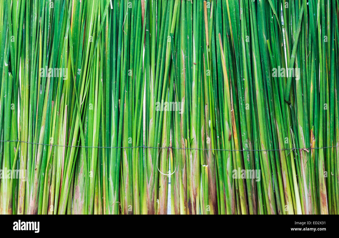 Fresh papyrus for backdrop in Thai wedding Stock Photo - Alamy