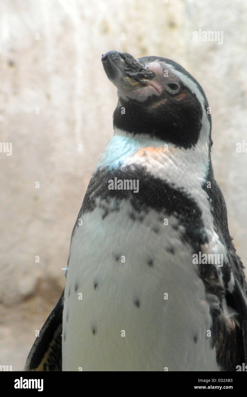 Pinwing hi-res stock photography and images - Alamy