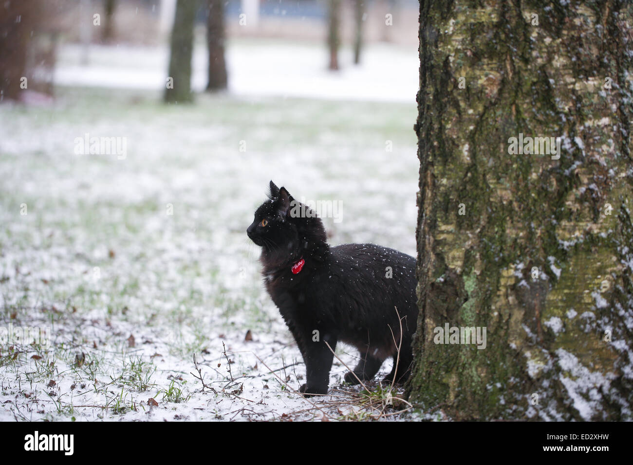 Black cat plays outside in a snowy day Stock Photo - Alamy