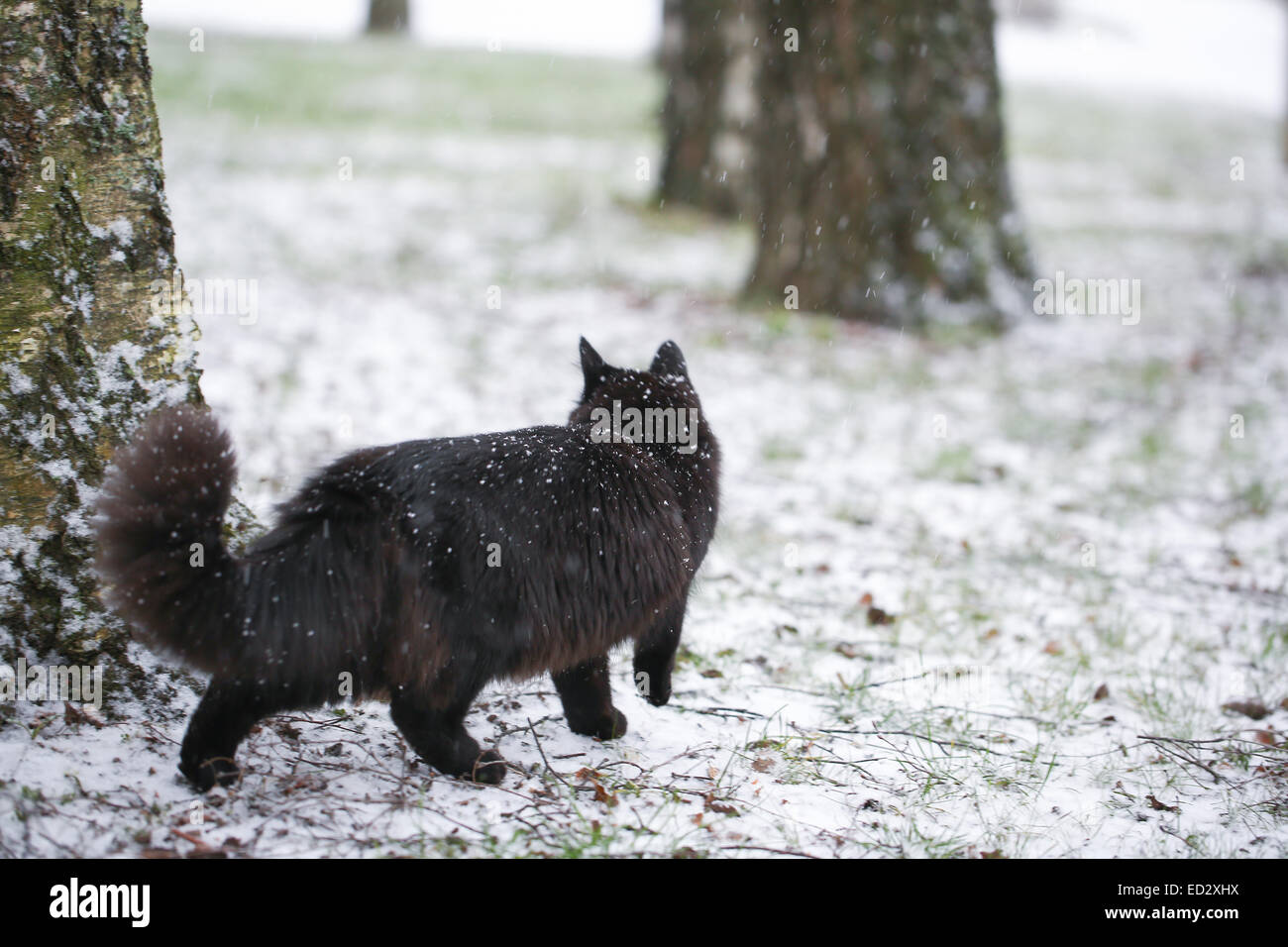 Black cat plays outside in a snowy day Stock Photo - Alamy