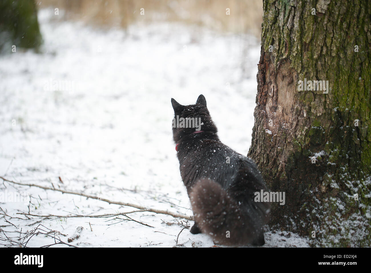 Black cat plays outside in a snowy day Stock Photo - Alamy