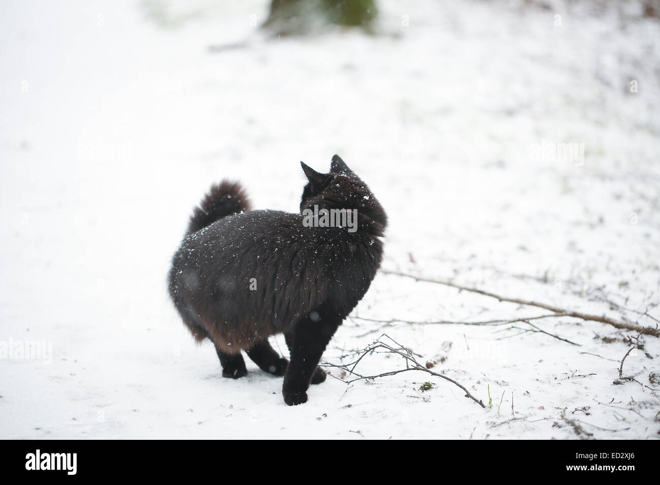 Grumpy cat winter hi-res stock photography and images - Alamy