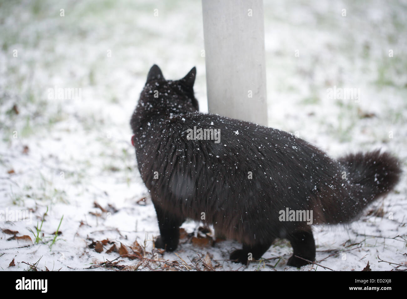 Black cat plays outside in a snowy day Stock Photo - Alamy