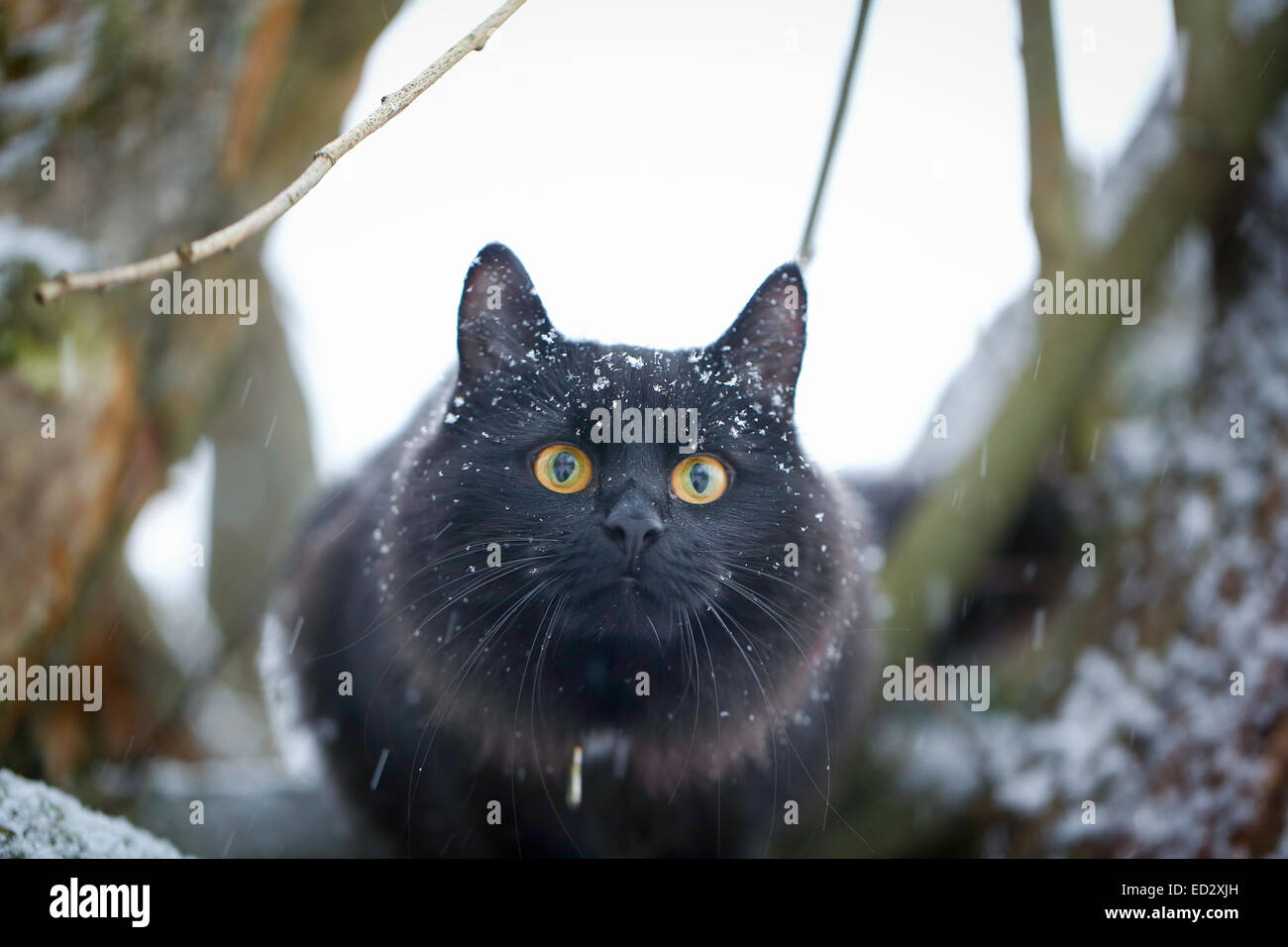 Black cat plays outside in a snowy day Stock Photo - Alamy