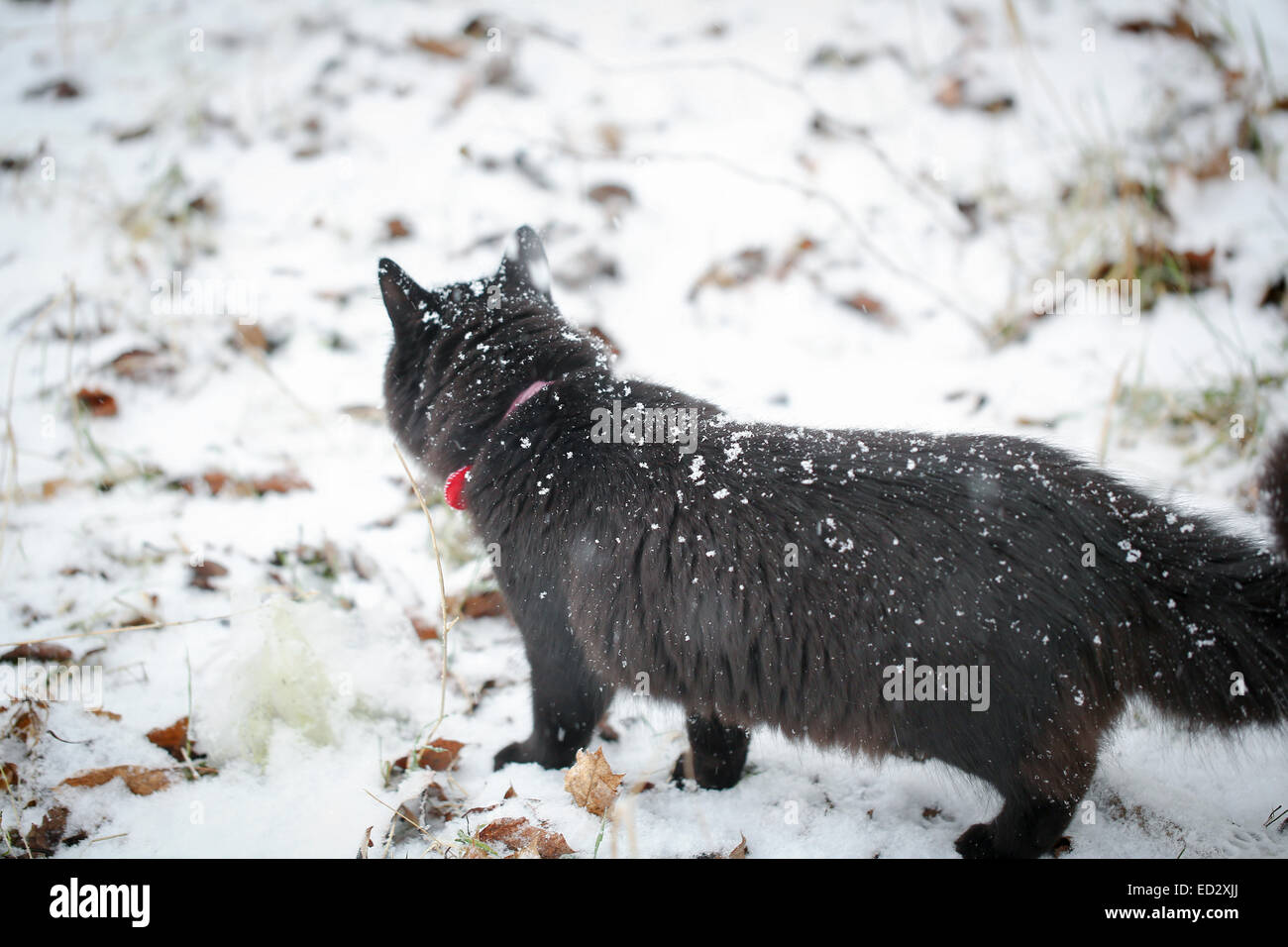 Black cat plays outside in a snowy day Stock Photo - Alamy
